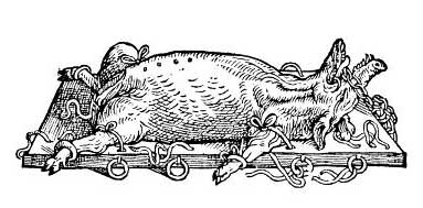 Vivisected pig from De Humani Corporis Fabrica